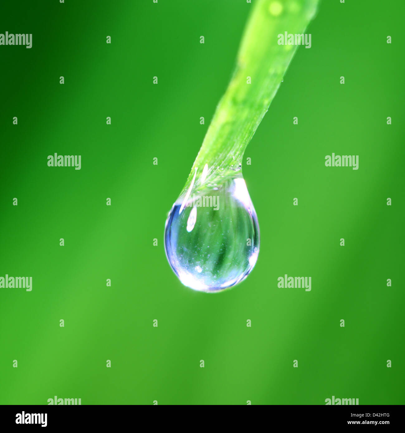 Waterdrop falling from grass blade Stock Photo - Alamy