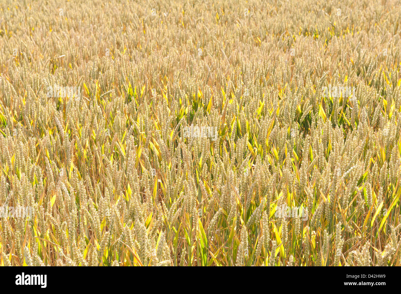 large large corn or wheat field a month off from being harvested ...