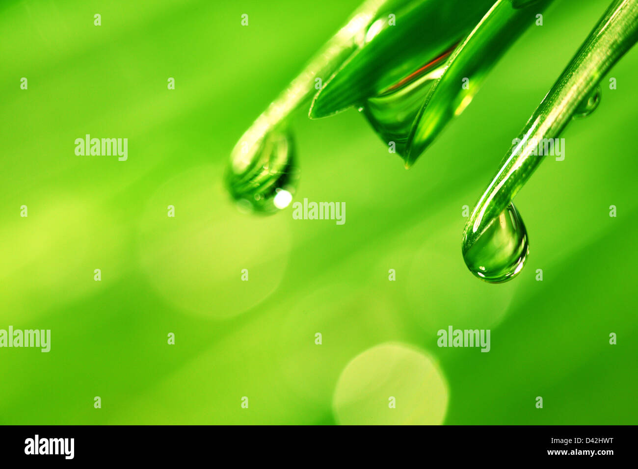 Waterdrop falling from grass blade Stock Photo - Alamy