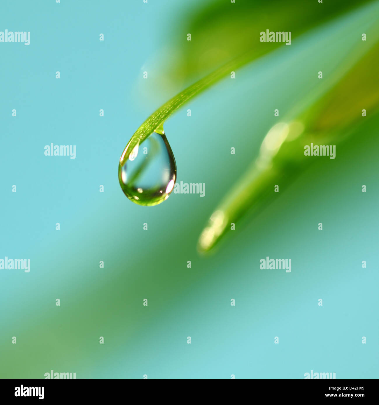 Waterdrop falling from grass blade Stock Photo - Alamy