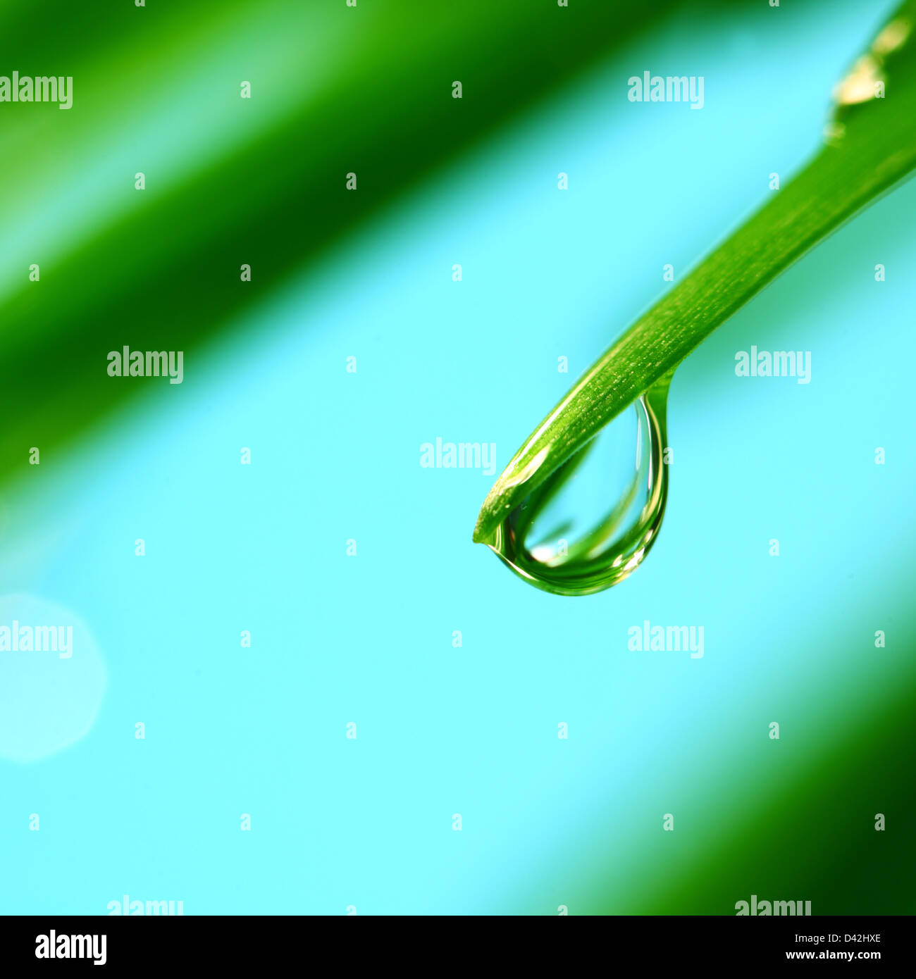 Waterdrop falling from grass blade Stock Photo - Alamy