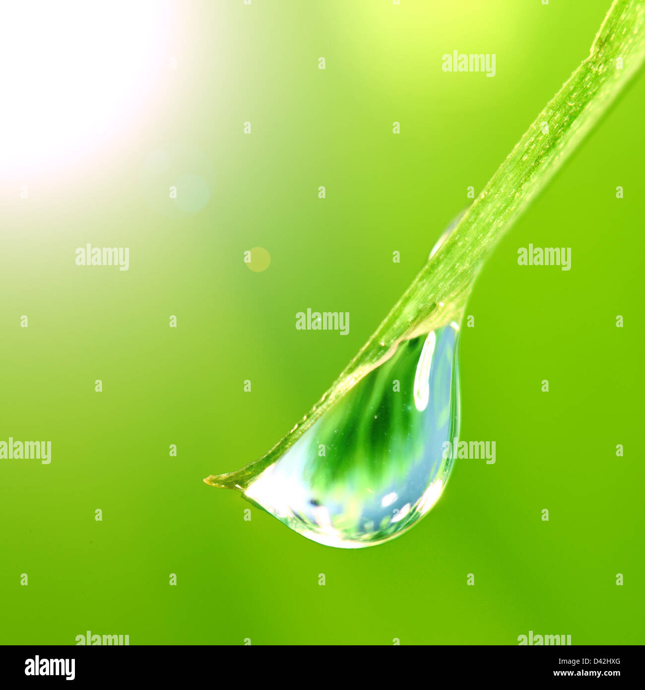 Waterdrop falling from grass blade Stock Photo - Alamy