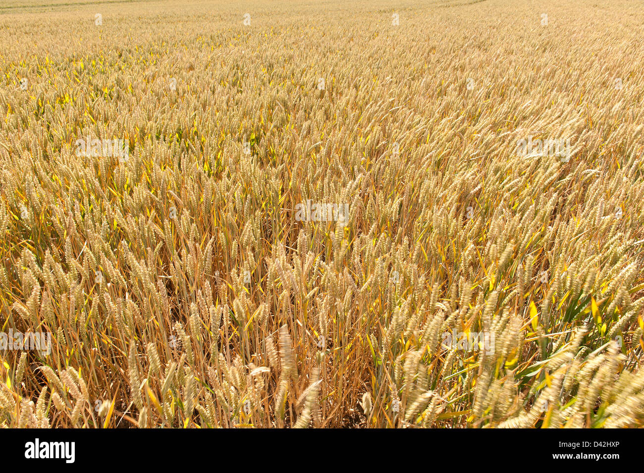 large large corn or wheat field a month off from being harvested ...