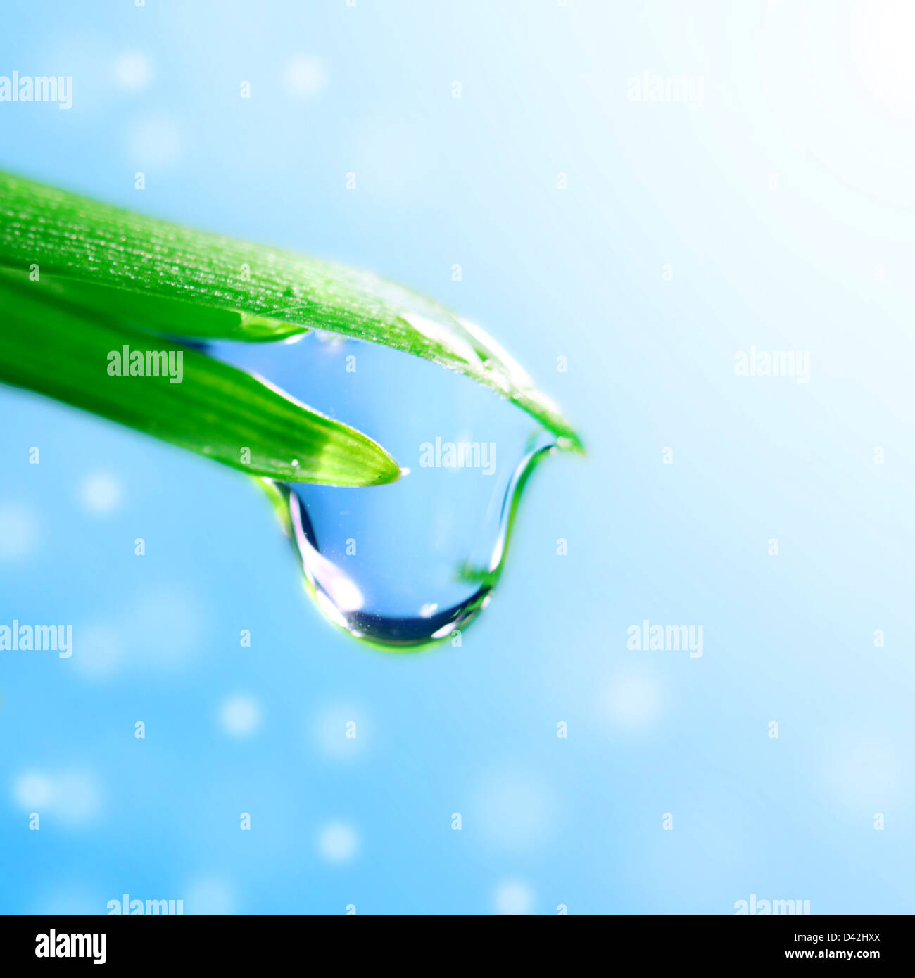 Waterdrop falling from grass blade Stock Photo - Alamy