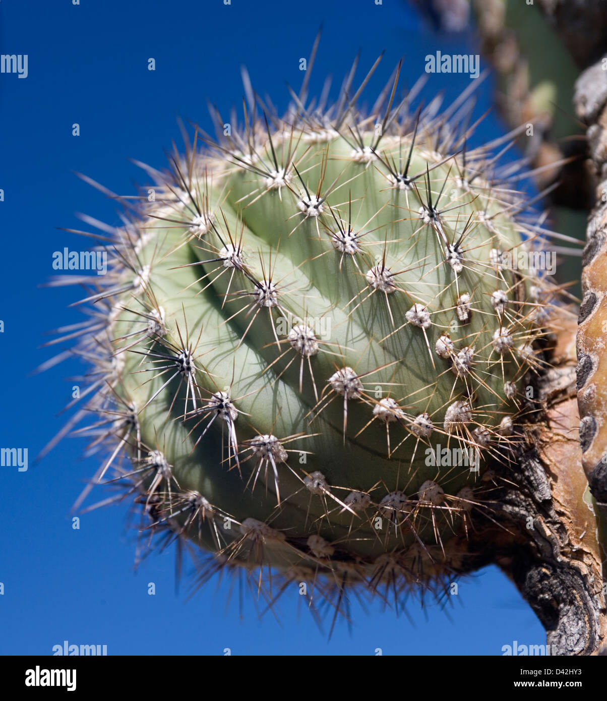 Round spikey cactus hi-res stock photography and images - Alamy