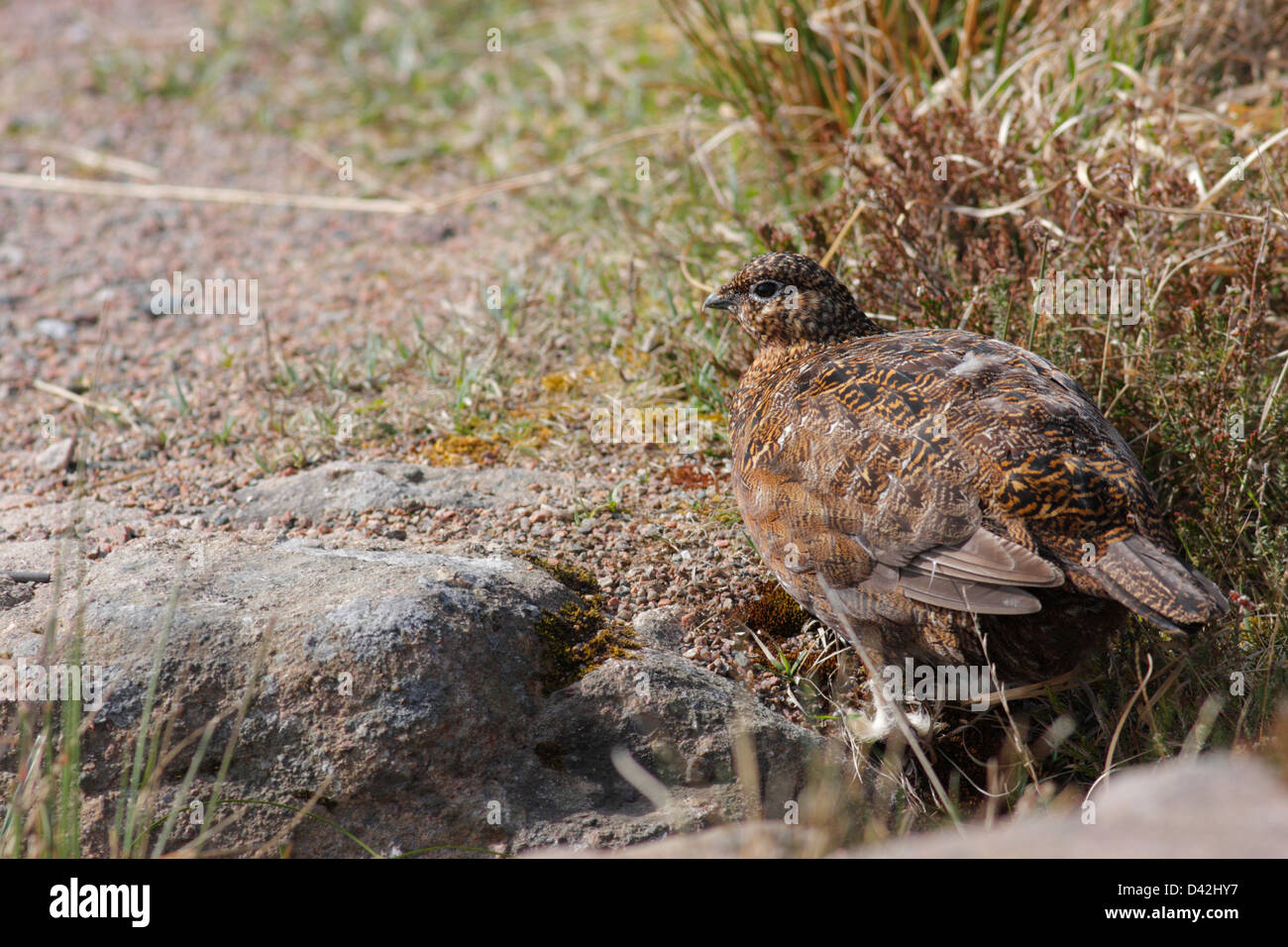 Female red grouse (Lagopus lagopus scotica) fouraging, Handa Island ...