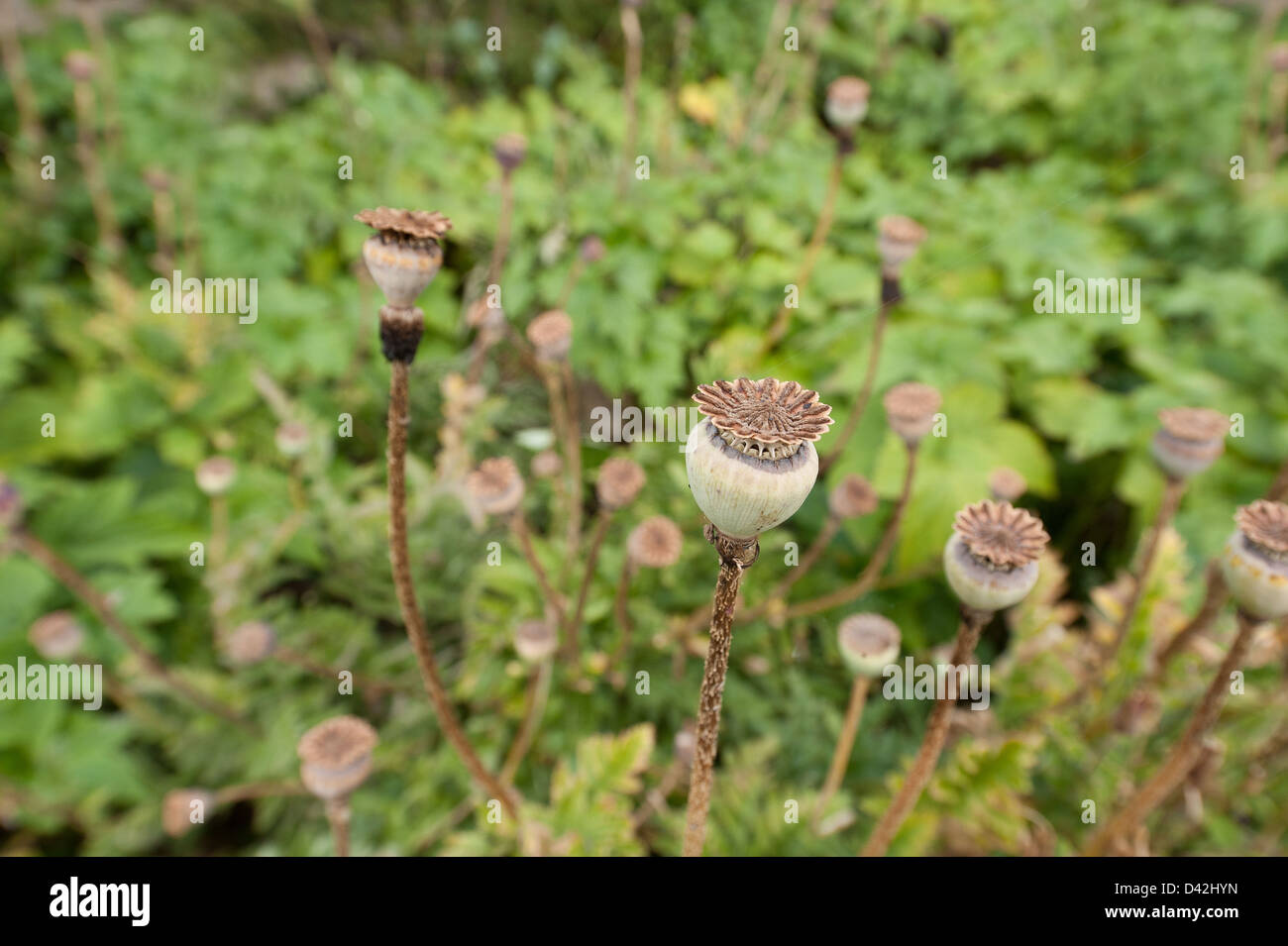 landscape view of towering above poppy seed heads against lush green ...