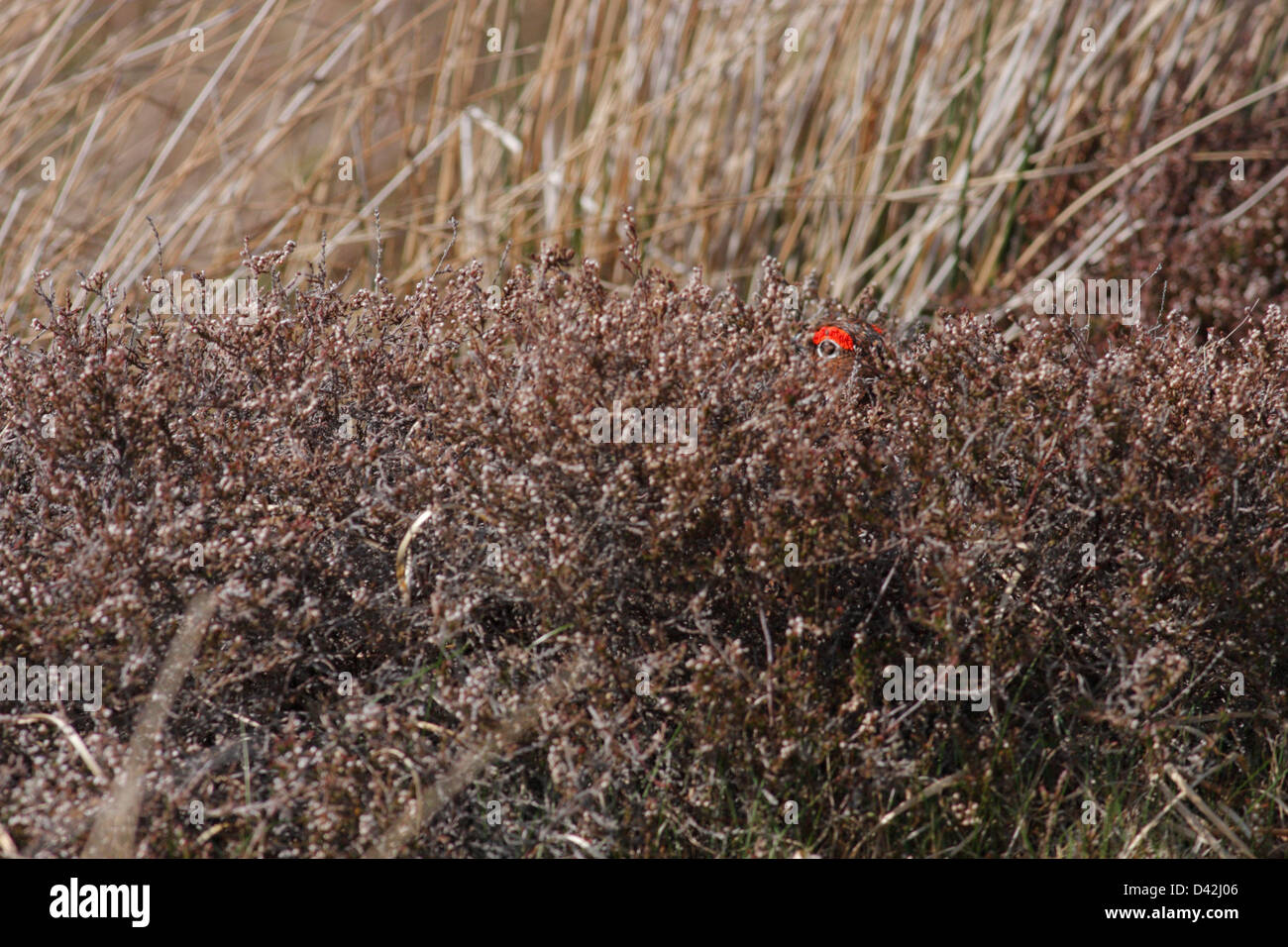 Eye comb hi-res stock photography and images - Alamy
