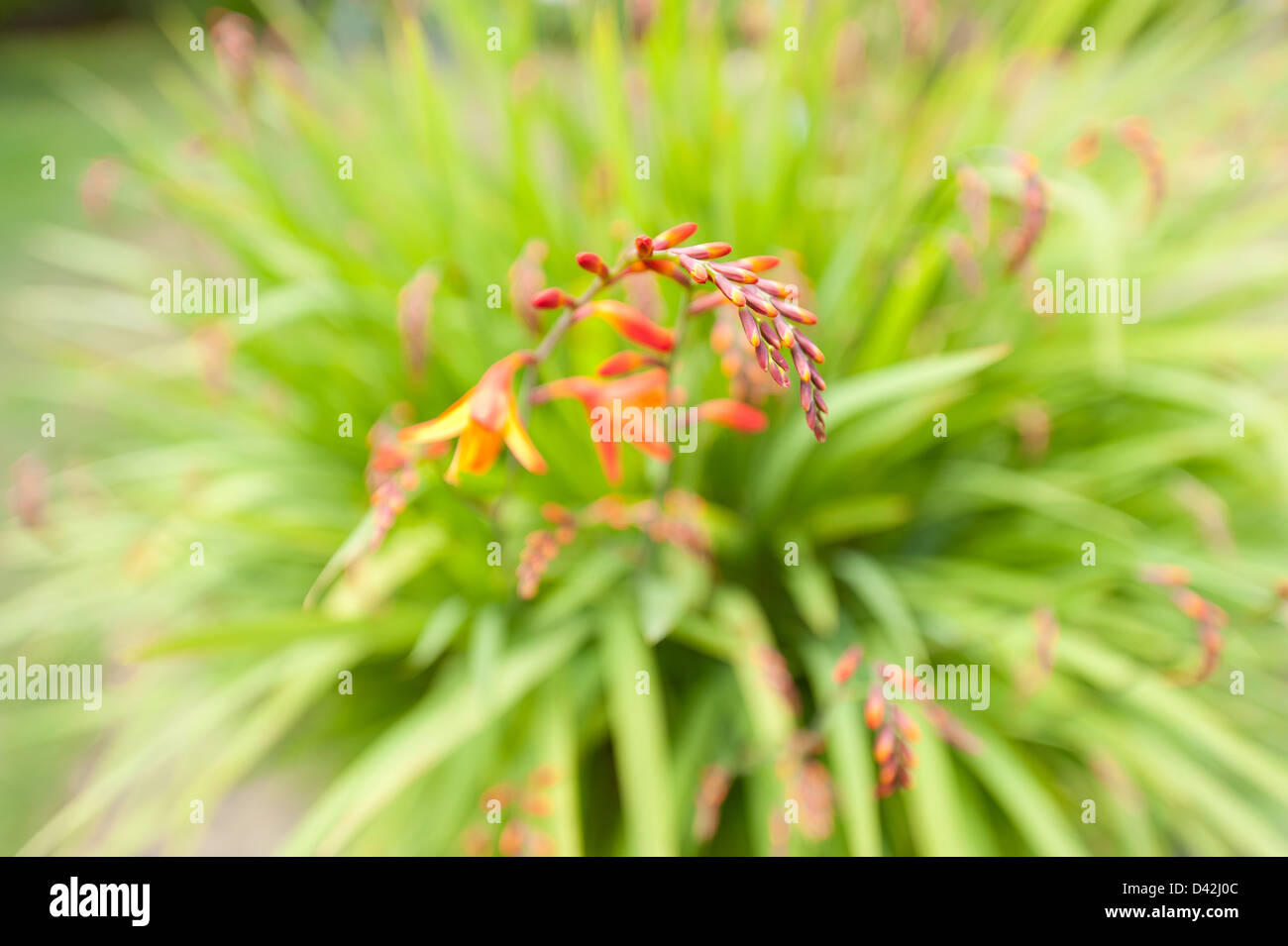 Crocosmia genus Iridaceae coppertips falling stars montbretia flowers ...