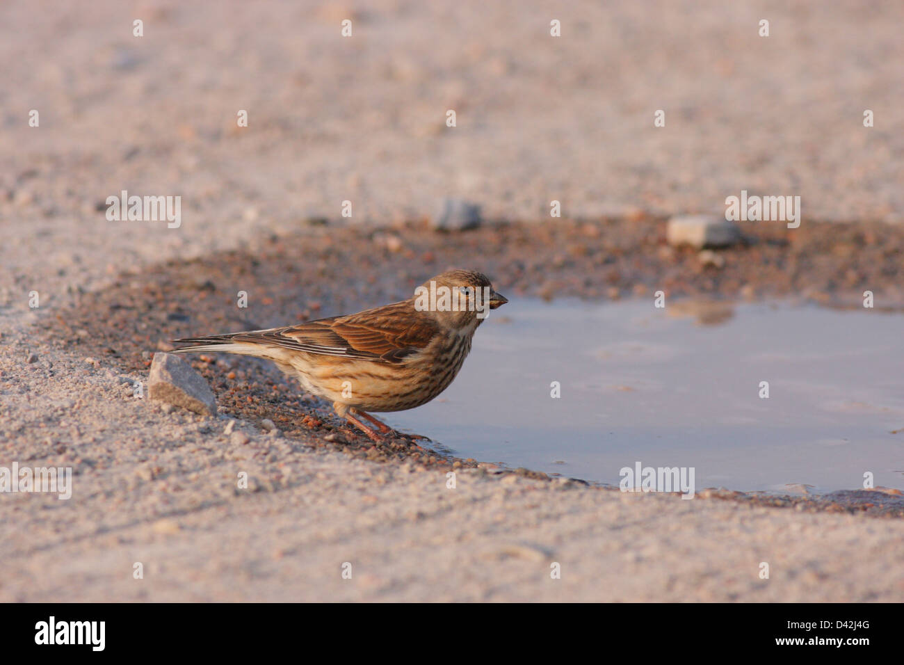 Linnets hi-res stock photography and images - Alamy