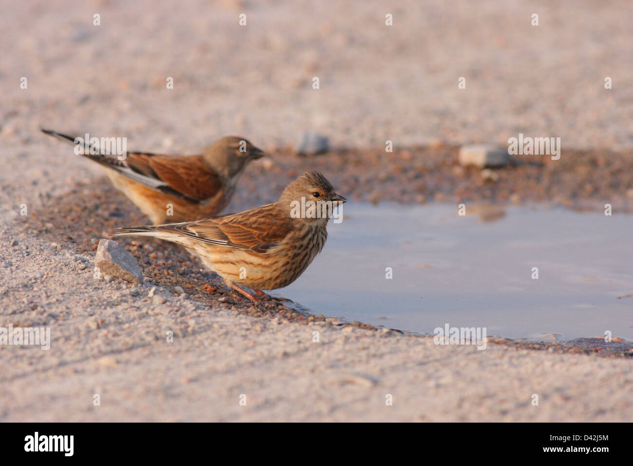 Linnets hi-res stock photography and images - Alamy