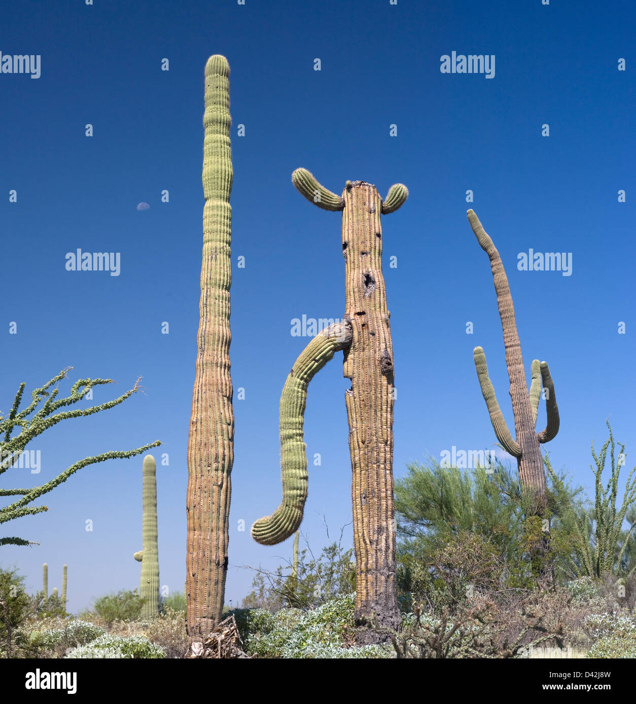 Stand of saguaros hi-res stock photography and images - Alamy