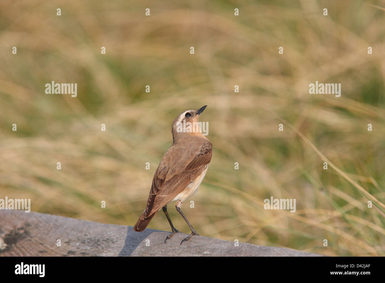 Female wheatear hi-res stock photography and images - Alamy
