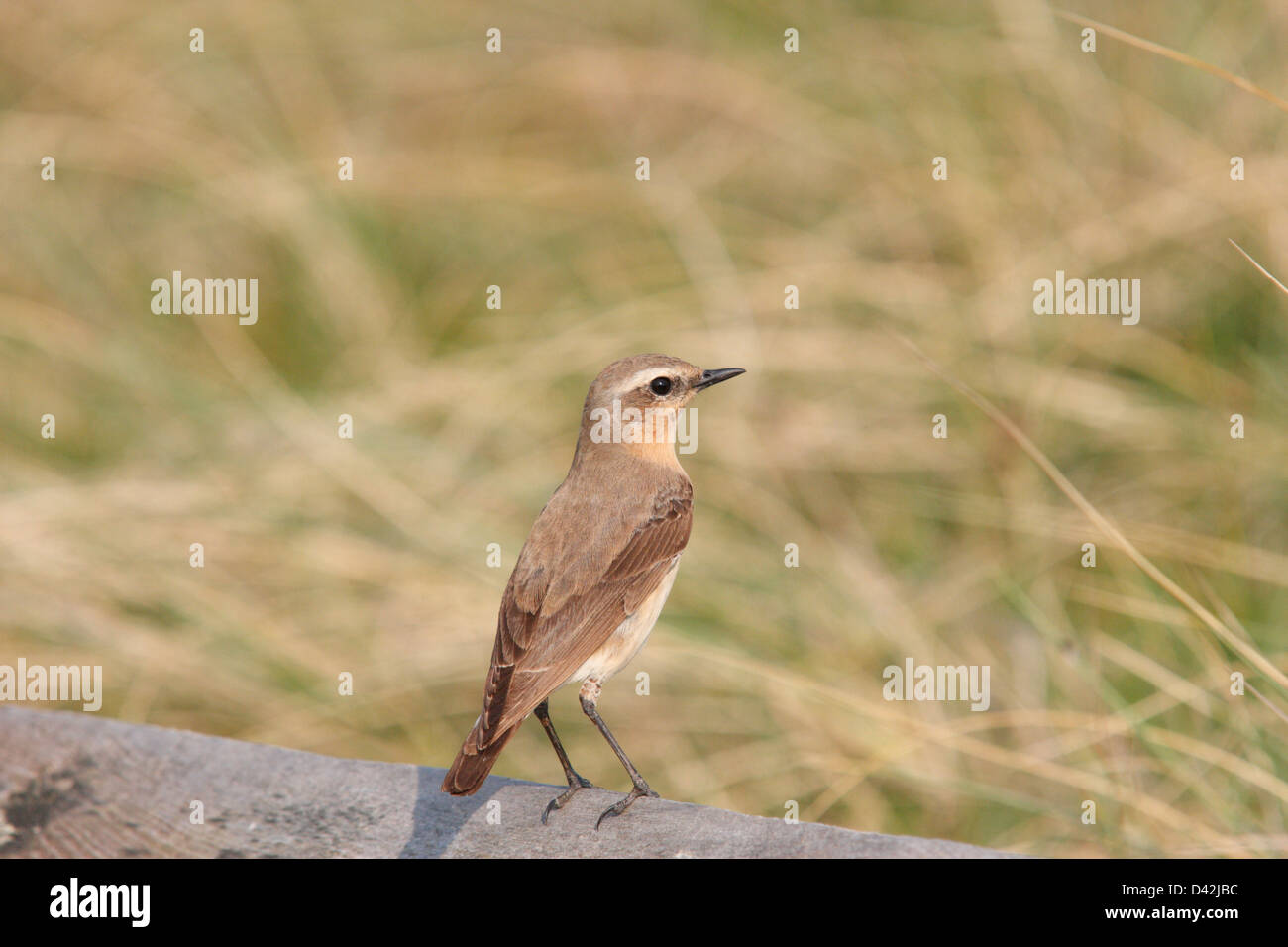 Female wheatear uk hi-res stock photography and images - Alamy