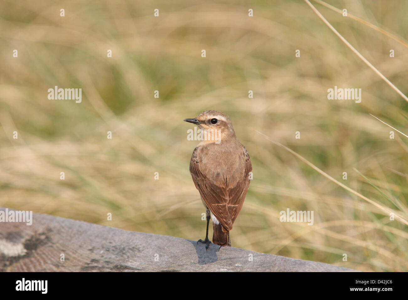 Female wheatear hi-res stock photography and images - Alamy