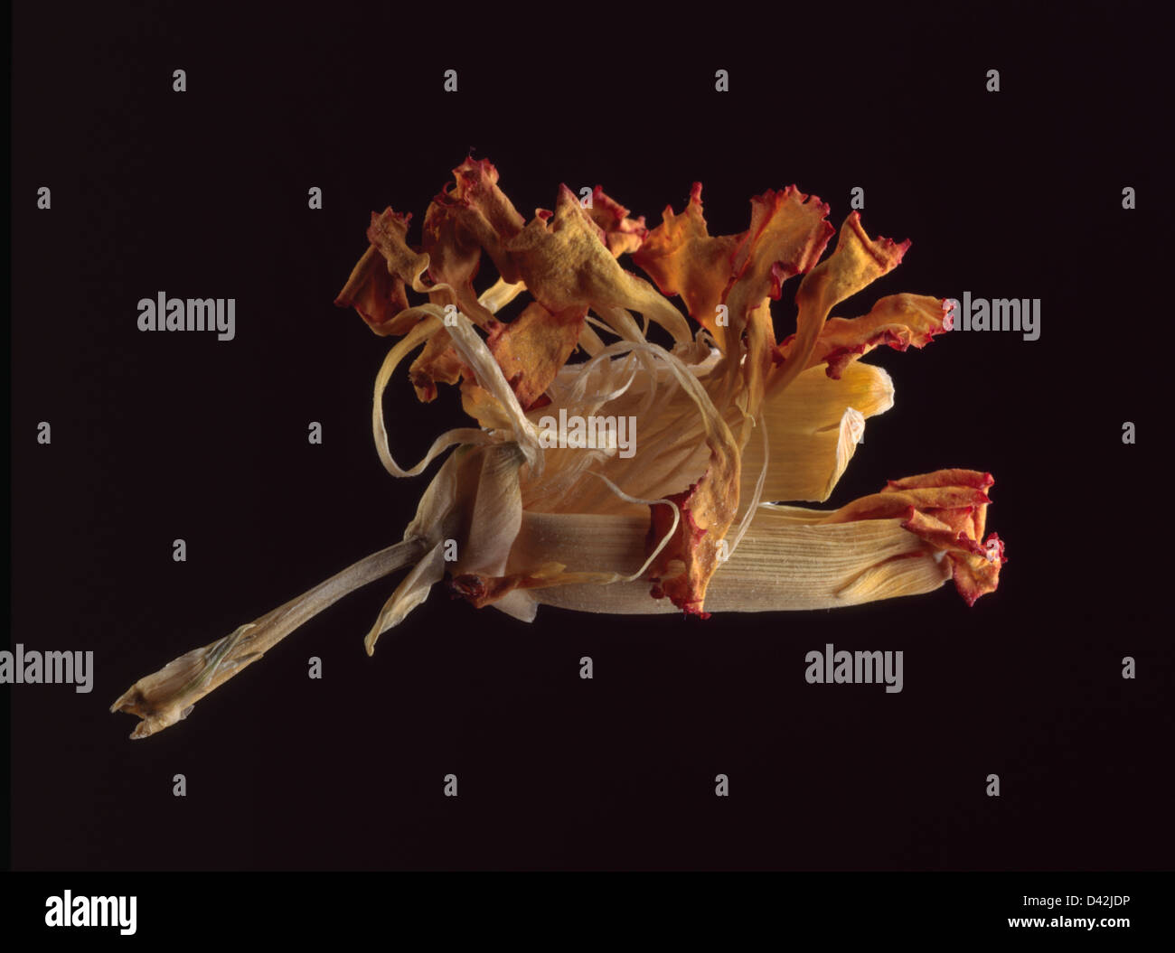 flower, carnation, still life, black background Stock Photo - Alamy