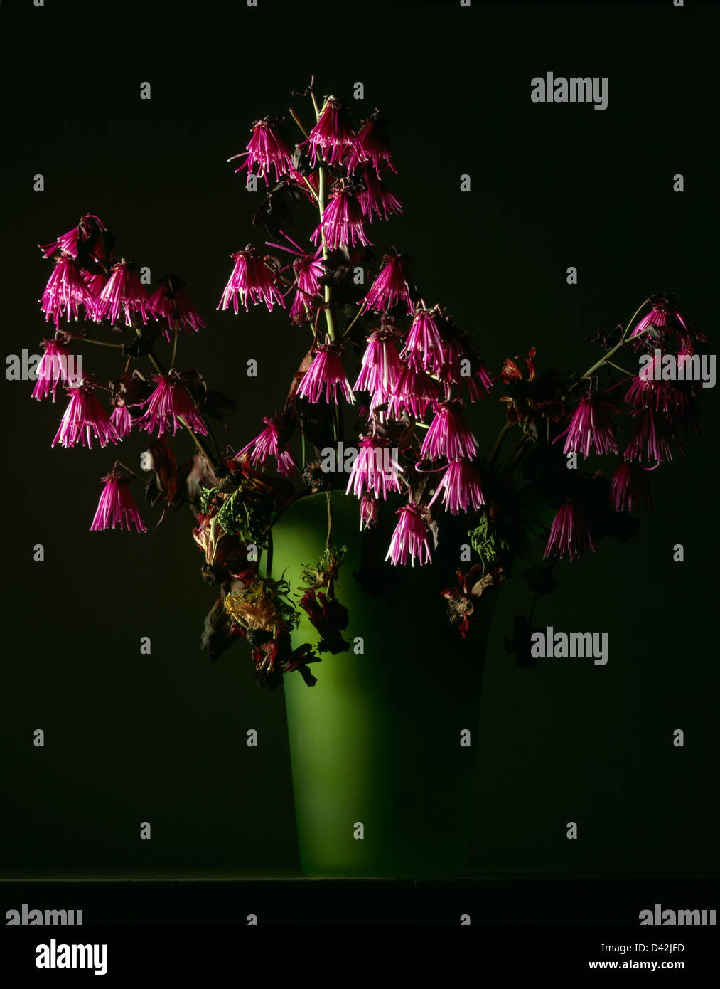 Dried asters in vase Stock Photo - Alamy