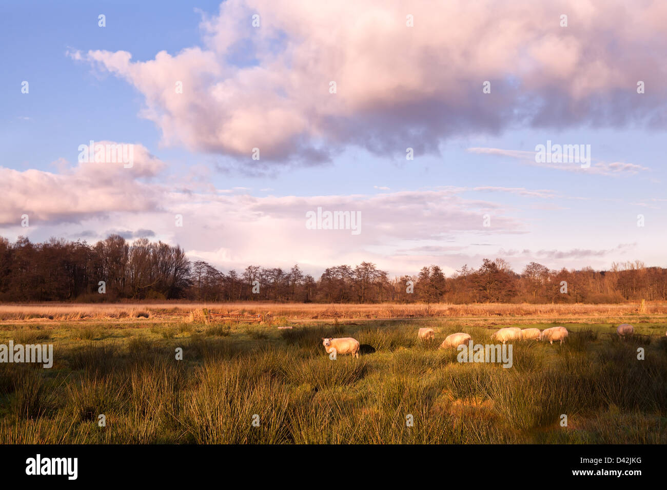 few sheep on sunny pasture before sunset Stock Photo - Alamy