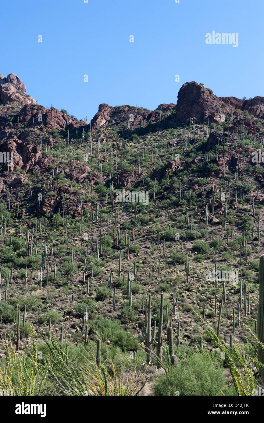 Group of saguaros hi-res stock photography and images - Alamy
