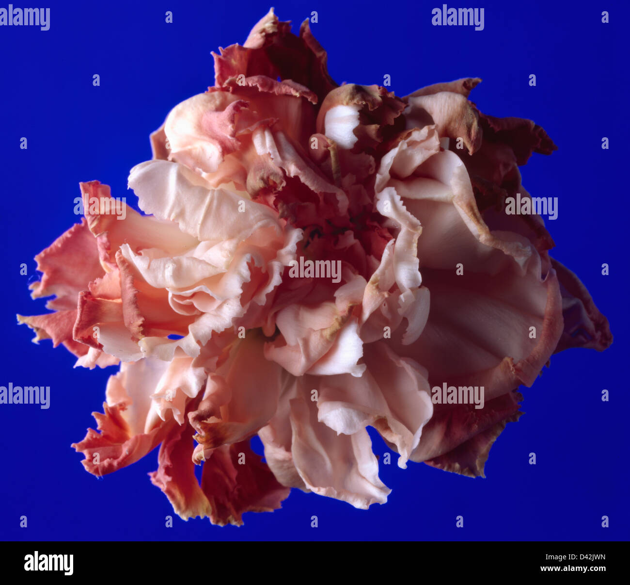Carnation with studio lighting hi-res stock photography and images - Alamy