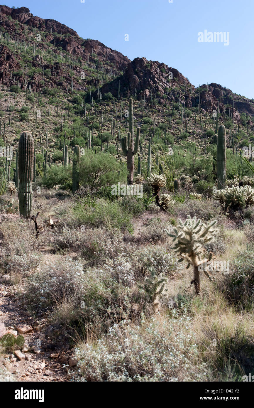 Group of saguaros hi-res stock photography and images - Alamy