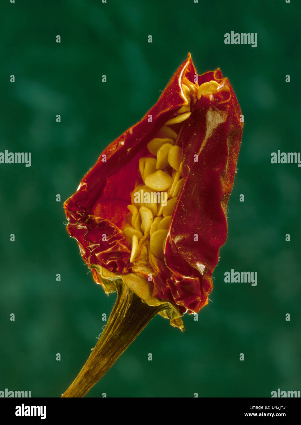 Dried red chilli and seeds, green background Stock Photo - Alamy