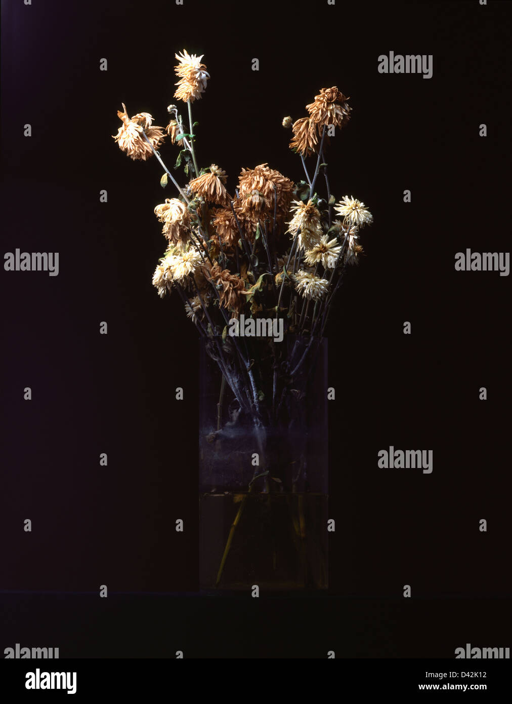 Dead flowers in glass vase, black background Stock Photo - Alamy