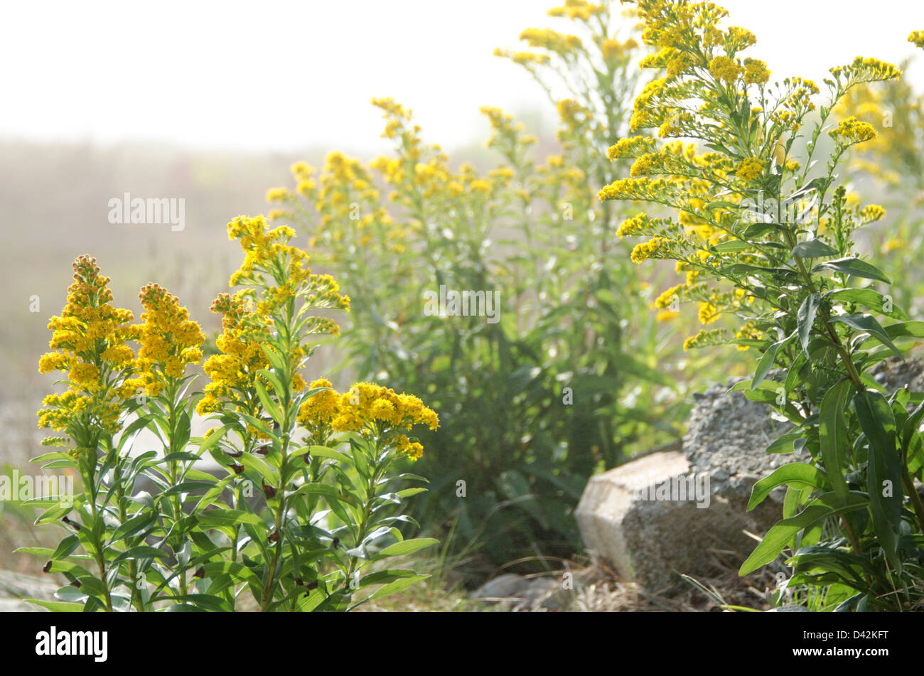Seaside species hi-res stock photography and images - Alamy