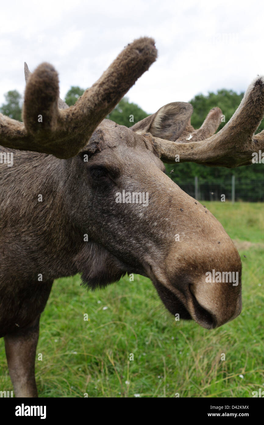 Elk nose hi-res stock photography and images - Alamy