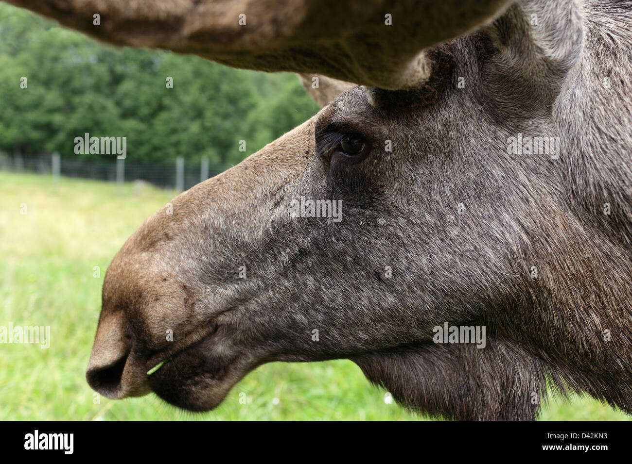 Elk nose hi-res stock photography and images - Alamy