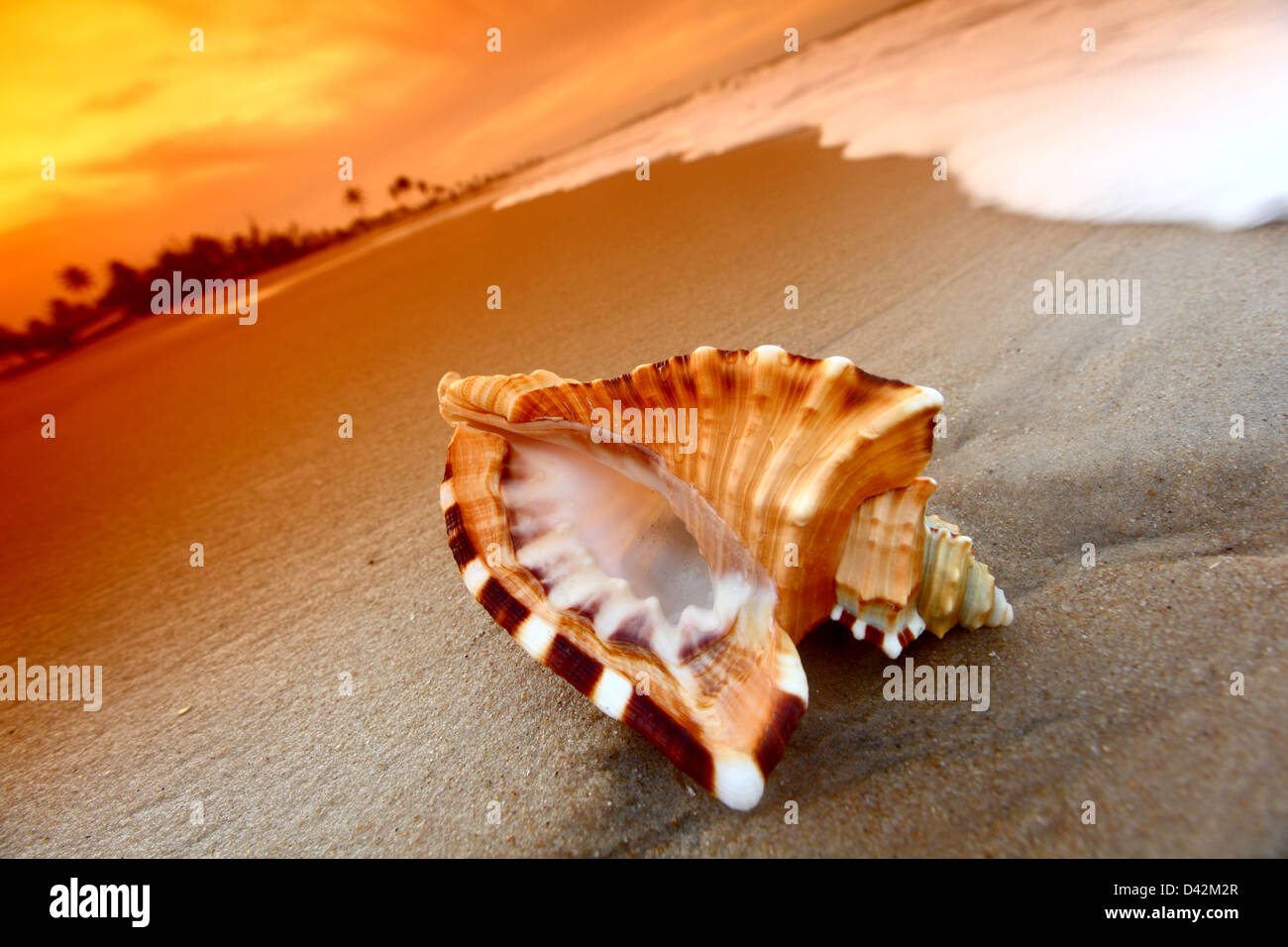 shell on sand under sunset sky Stock Photo - Alamy