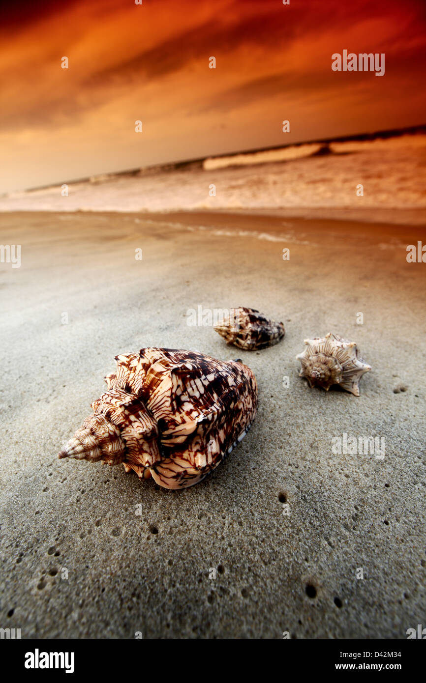 shell on sand under sunset sky Stock Photo - Alamy