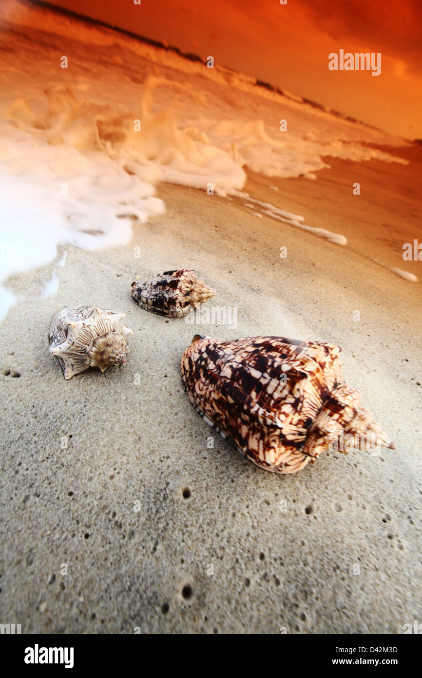 shell on sand under sunset sky Stock Photo - Alamy