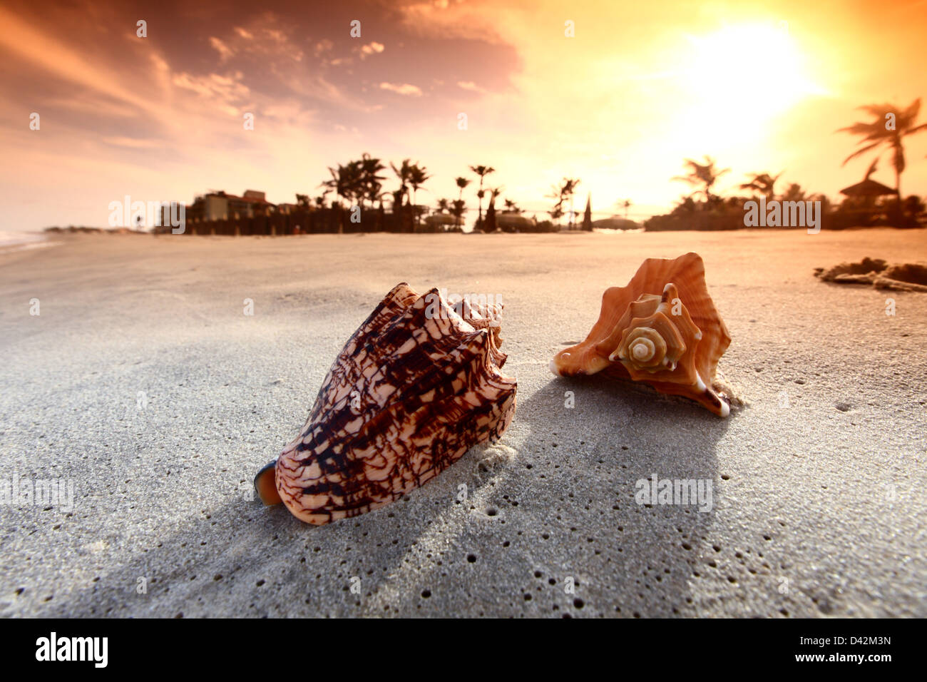 shell on sand under sunset sky Stock Photo - Alamy