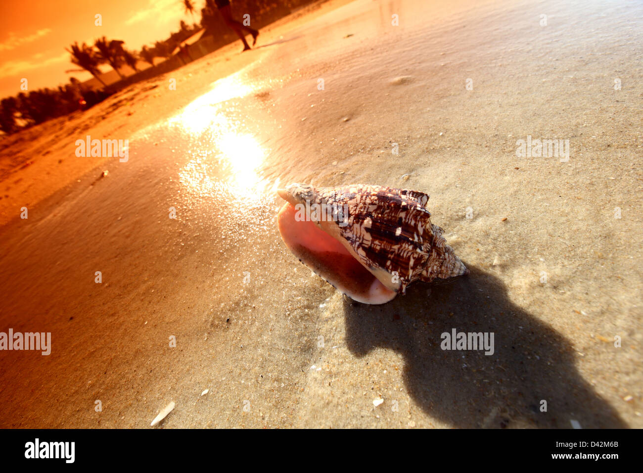 shell on sand under sunset sky Stock Photo - Alamy