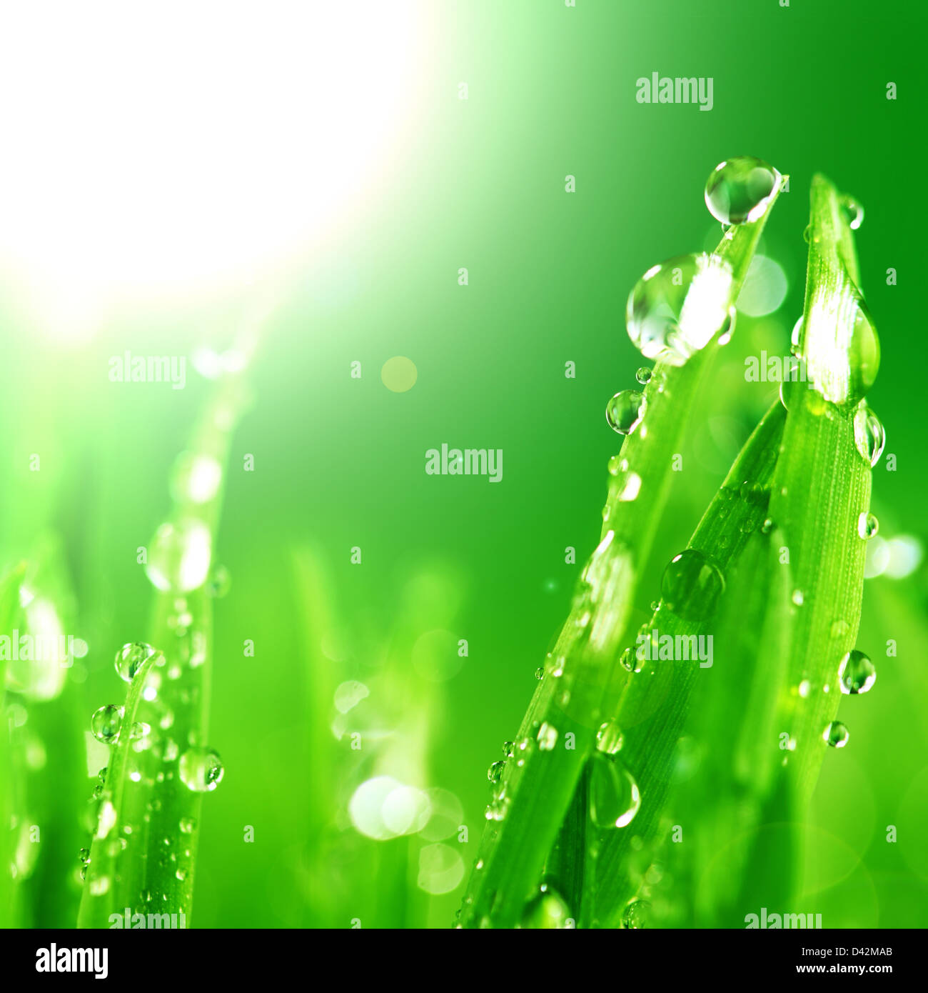 Waterdrops on green grass Stock Photo - Alamy