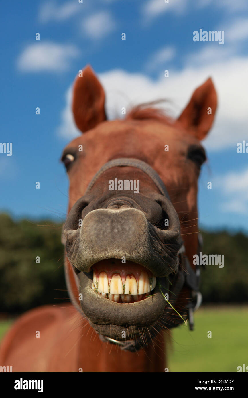 Roedinghausen, Germany, a horse flehmt Stock Photo - Alamy