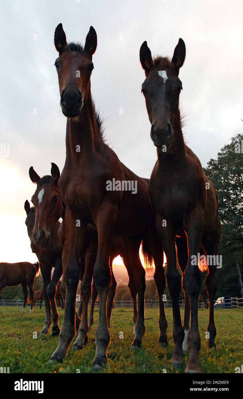 Foal perspective hi-res stock photography and images - Alamy