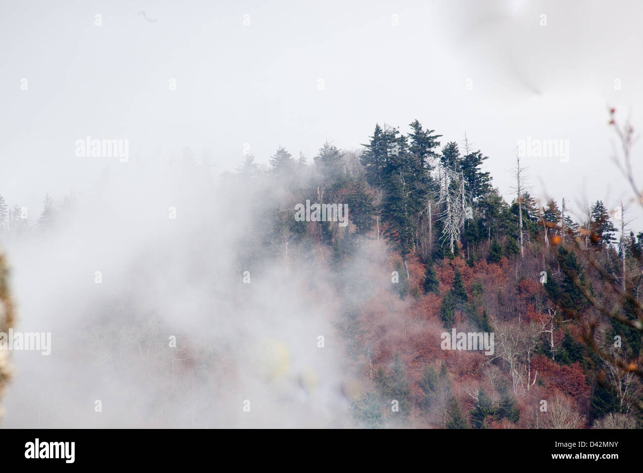 Morning mist on a Mountain side Stock Photo - Alamy