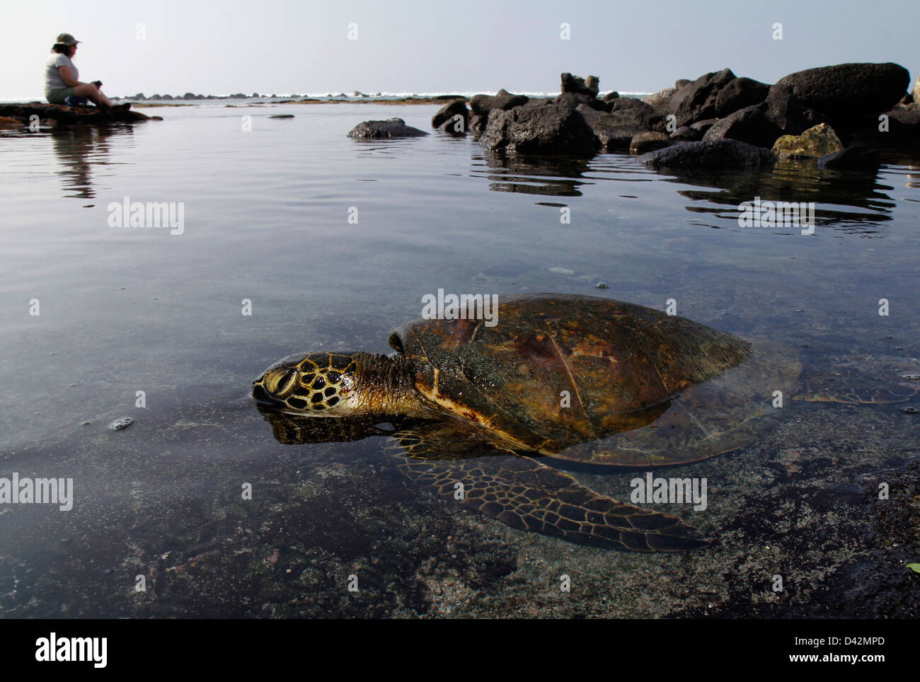 Basking on sea hi-res stock photography and images - Alamy