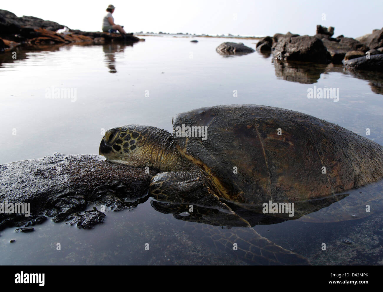 Hawaii lava tourist hi-res stock photography and images - Alamy