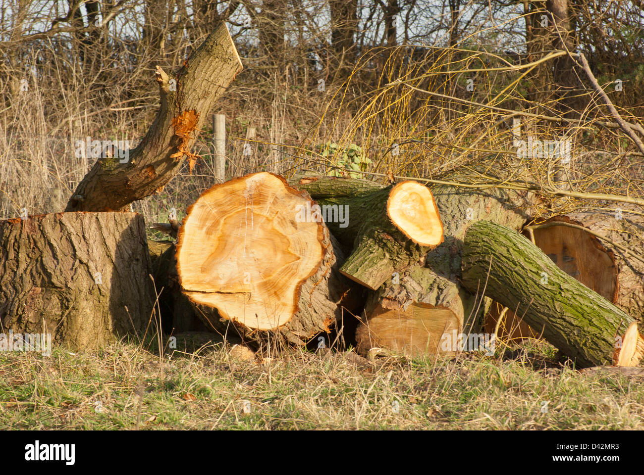 Tree Stump To Left High Resolution Stock Photography and Images - Alamy