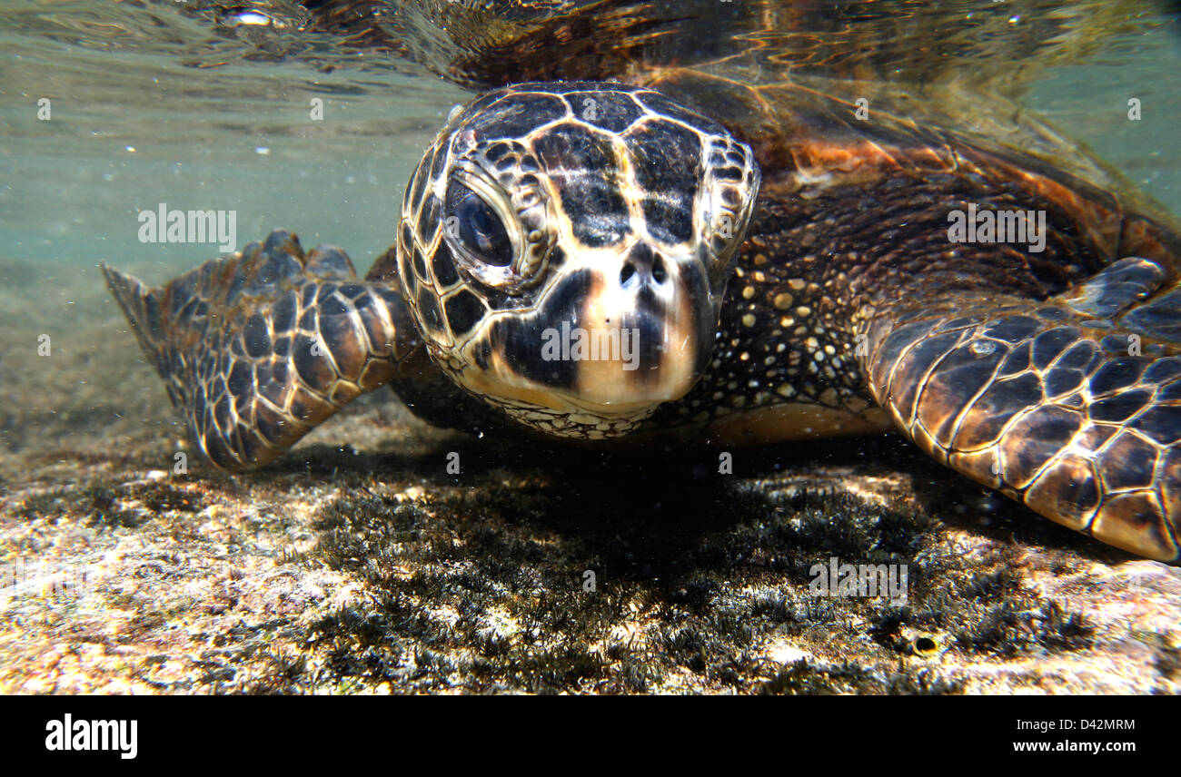 Pacific island turtle hi-res stock photography and images - Alamy