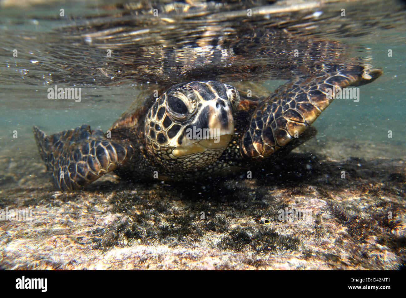 Pacific island turtle hi-res stock photography and images - Alamy