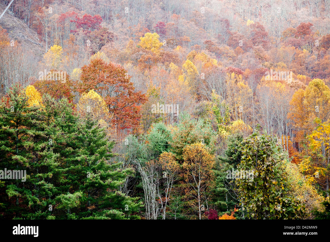 Colorful leaves on trees of a mountainside, in the autumn of the year ...