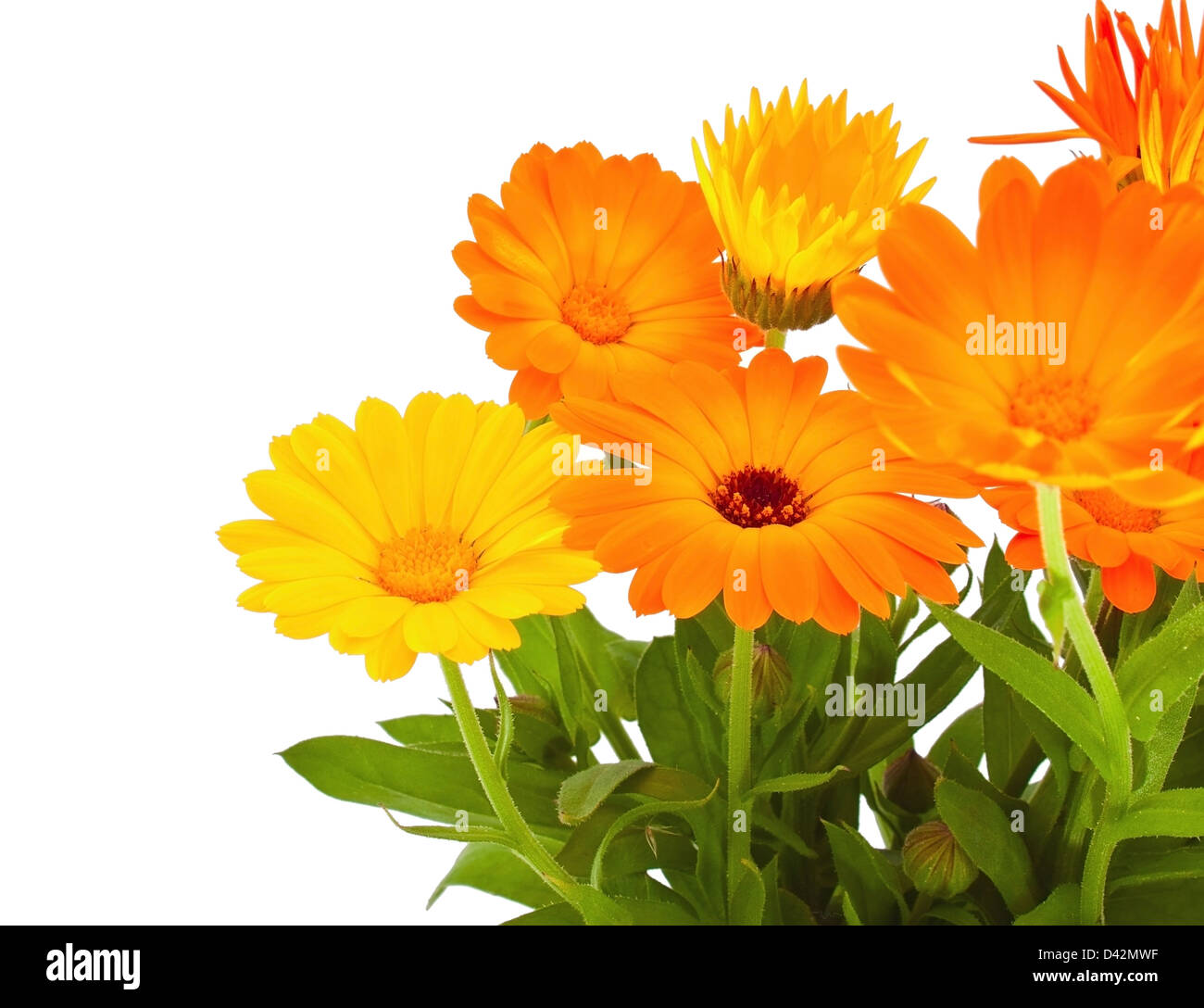 Calendula hi-res stock photography and images - Alamy