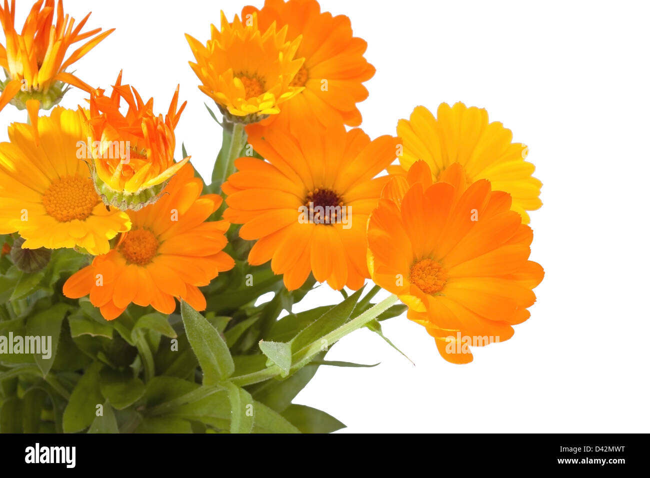 Calendula flowers on white background Stock Photo - Alamy