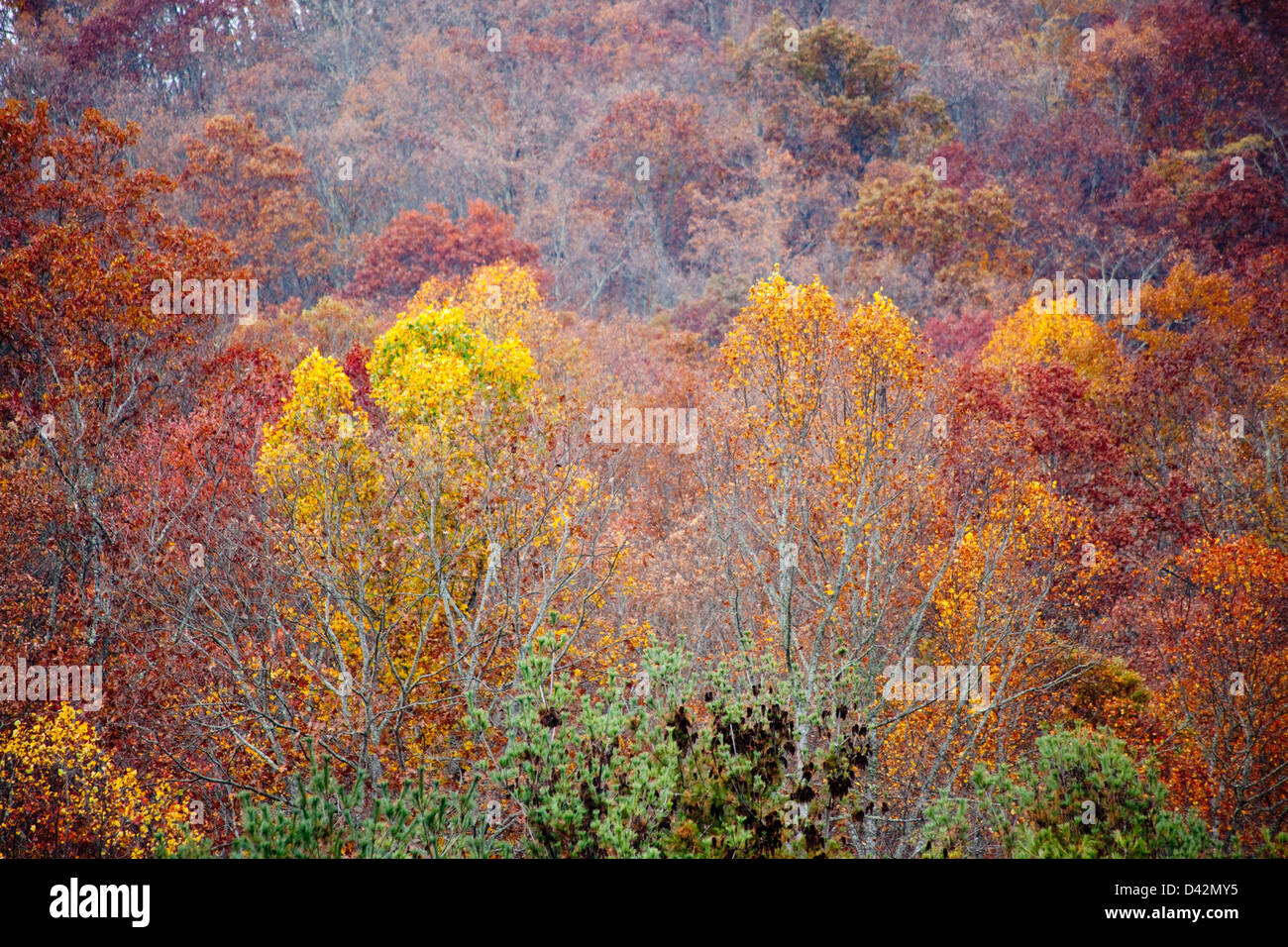 Colorful leaves on trees of a mountainside, in the autumn of the year ...