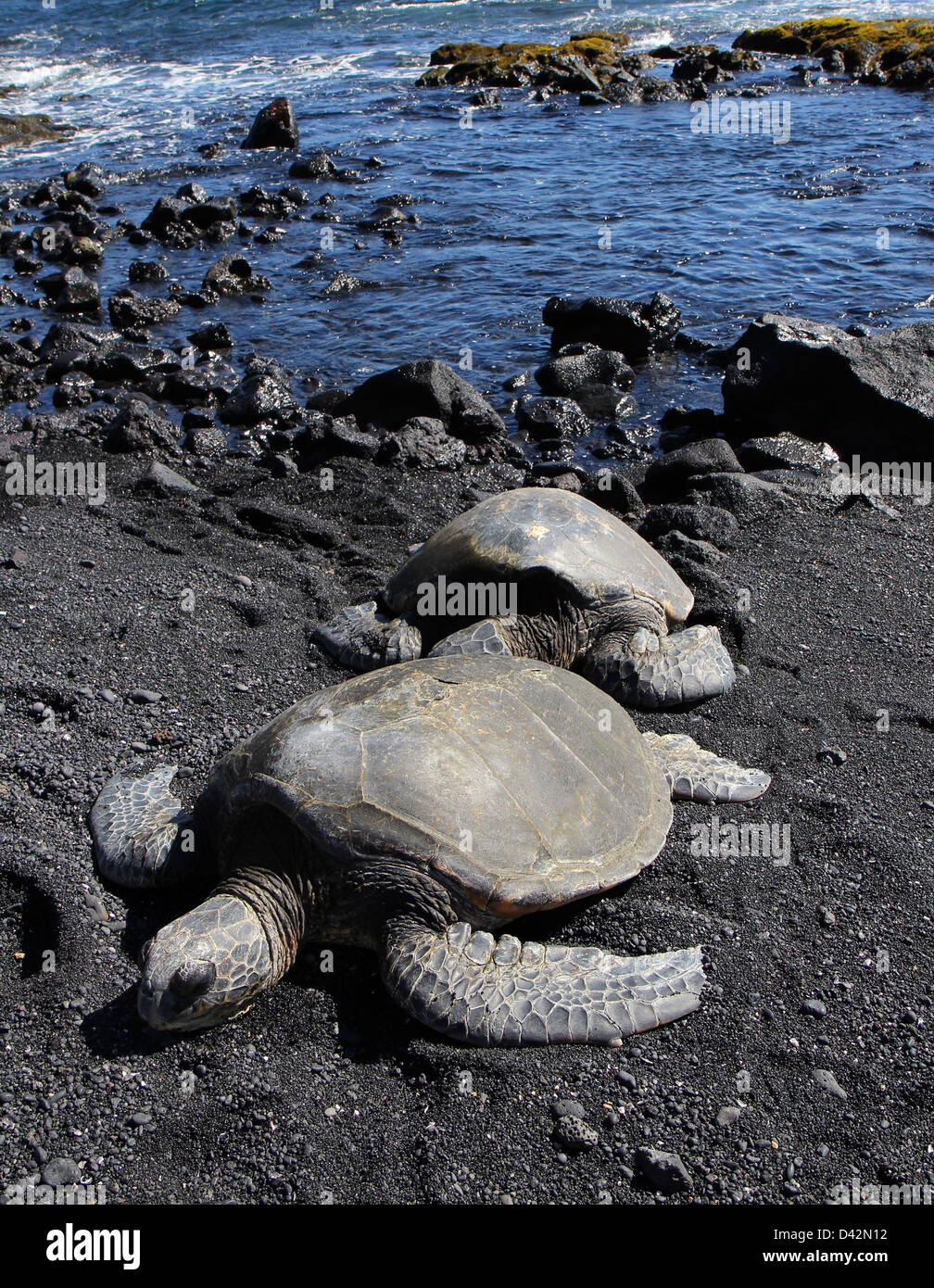 Green Sea Turtle Hawaii Beach High Resolution Stock Photography and ...