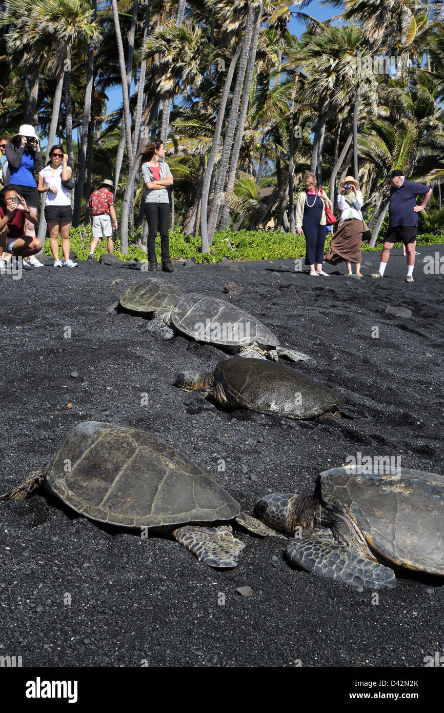 Turtle basking area hi-res stock photography and images - Alamy